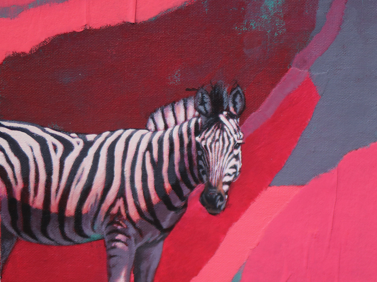 Pink Zebra – Heather Irvine Wildlife and Nature Art