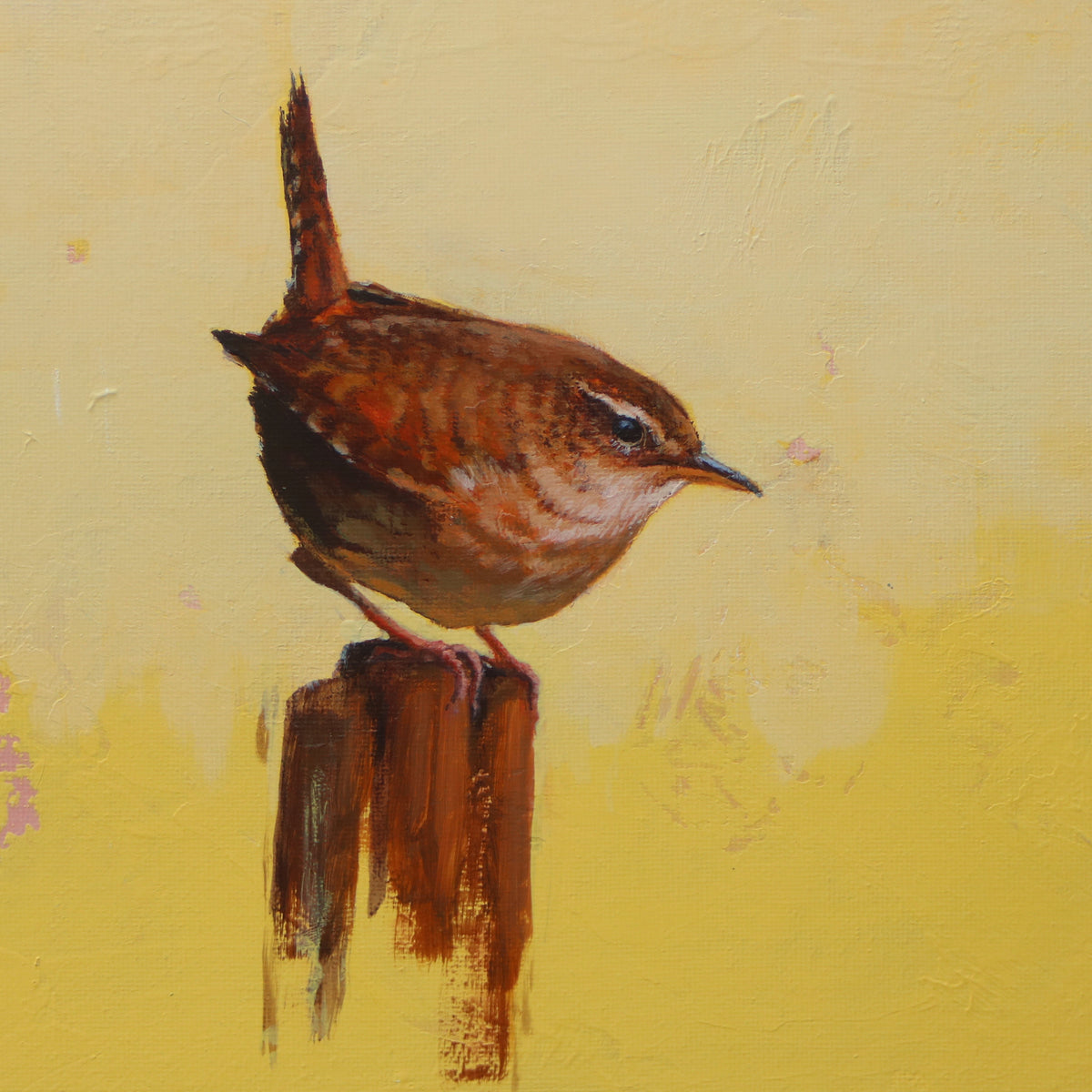 Wren Study – Heather Irvine Wildlife and Nature Art